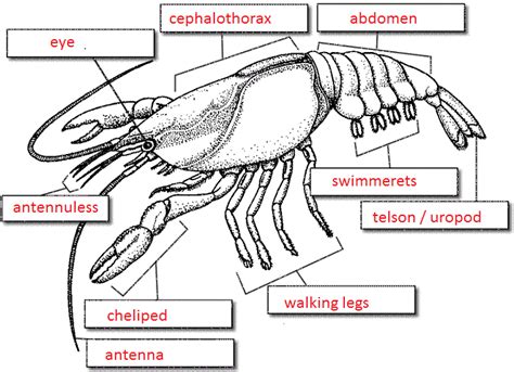 Dissection Of Crayfish Worksheets