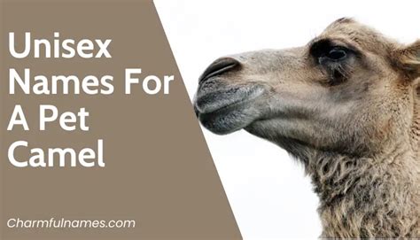 200 Unique Funny And Whimsical Camel Names