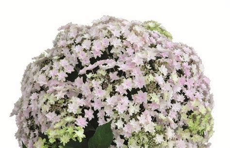 Nl Hba Launches New Pot Hydrangea Catalog 2021