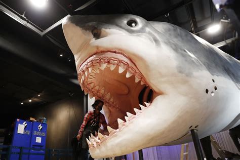 Megalodons Were At Very Top Of Food Chain Possibly Cannibalistic Study Says UPI Com