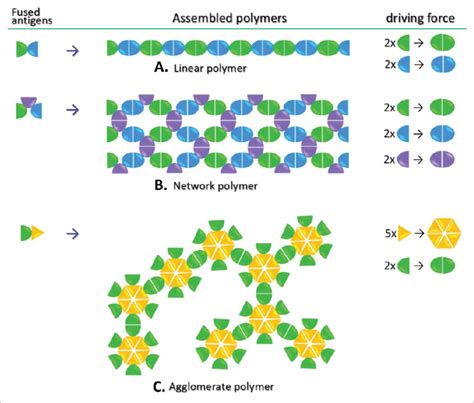 Schematic Illustration Of The Formations Of 3 Viral Protein Polymers