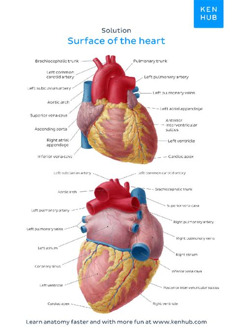 Labelled Surface Of The Heart Anatomy And Physiology Solution