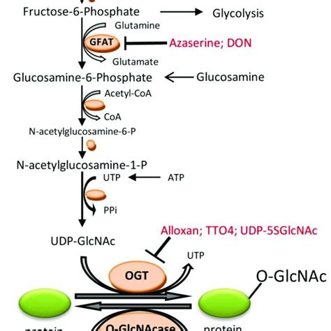 Pdf The Role Of O Glcnacylation For Protection Against Ischemia