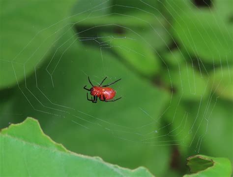 Bug Eric Wh A A A T Another Red Spider