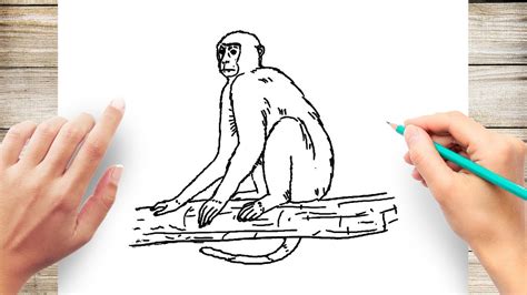How To Draw A Monkey On A Tree