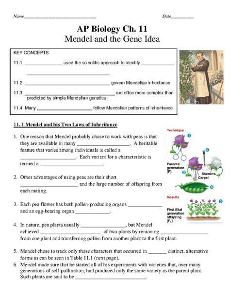 Mendelian Genetics Webquest Worksheet Answers