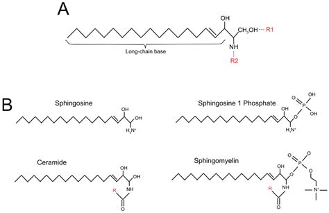 Epigenetic Regulation Mediated By Sphingolipids In Cancer