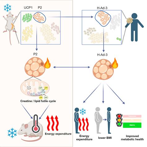 single nucleus transcriptomics identifies new classes of fat cells rna seq blog