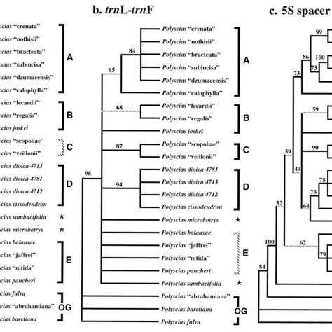 A C — Strict Consensus Trees Resulting From Separate Analyses Of Its