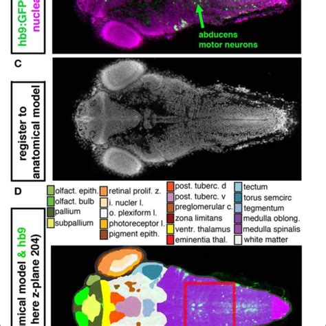 Integration Of Anatomical Gene Expression And Functional Information