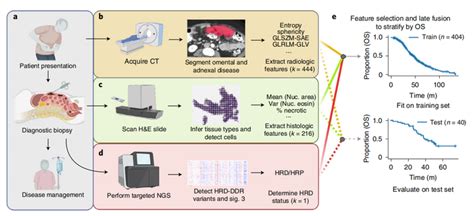 病理 影像多模态组学委托实验：使用机器学习的多模式数据整合改善高级别浆液性卵巢癌的风险分层 知乎