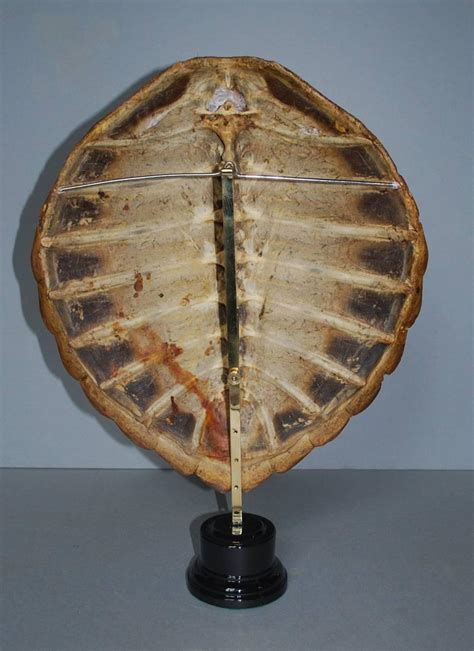 20th Century Sea Turtle Shell Shield On Stand At 1stdibs