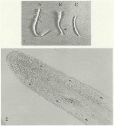 Effect Of Water Stress On The Primary Root Axis Of Pea Seedlings 1