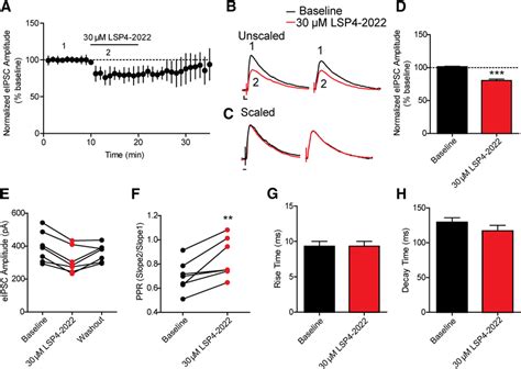 Application Of The Mglu 7 Agonist Lsp4 2022 Decreases Polysynaptic