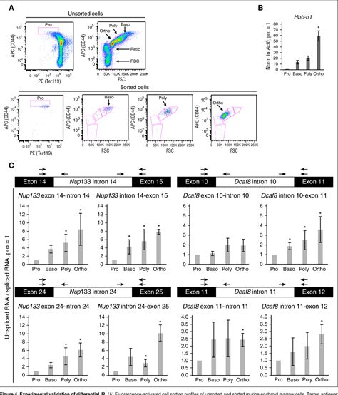 Figure 4 From A Dynamic Intron Retention Program In The Mammalian
