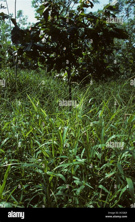 Buffalo Grass Paspalum Conjugatum Tropical Grass Weed In A Cocoa