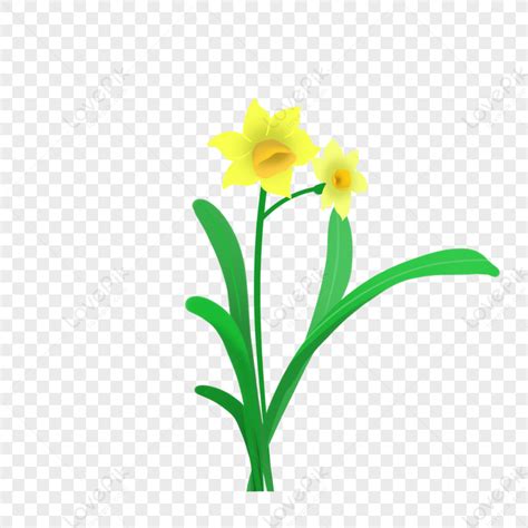 Yellow Daffodil 클립 일러스트 아트화려한수선화삽화 Png 일러스트 무료 다운로드 Lovepik