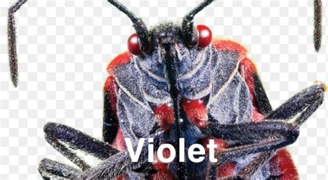 Violet Bug