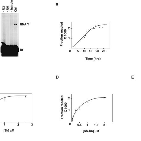 Rna Y Locations Of Br Ss U6 U2 U6 Intramolecular Stem Loop And