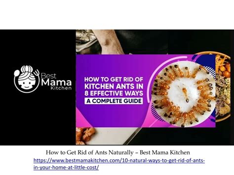 Ppt How To Get Rid Of Ants Naturally Best Mama Kitchen Powerpoint