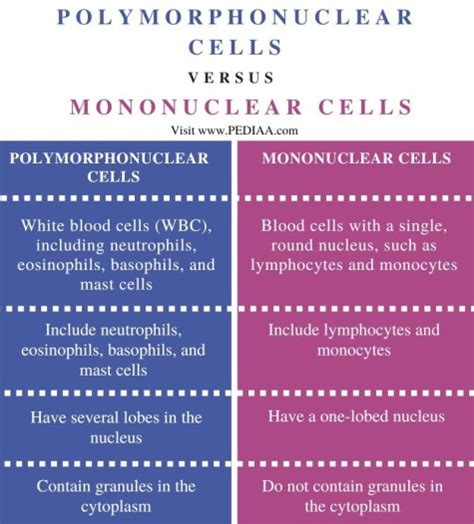 What Is The Difference Between Polymorphonuclear And Mononuclear Cells Pediaa Com
