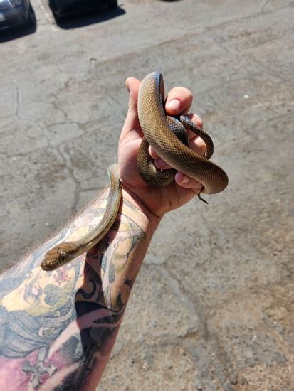 Highland Wamena Scrub Python Pair By Pet Planet Llc