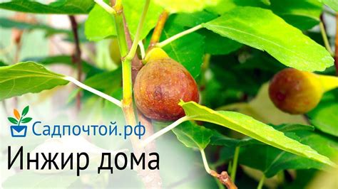 Инжир или смоковница или фига выращивание в комнате и на улице Youtube