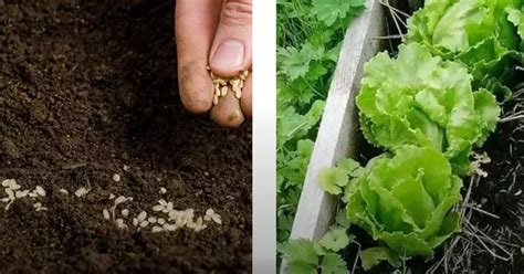 Як посіяти під зиму салат для отримання раннього врожаю навесні Читайте на Ukr Net