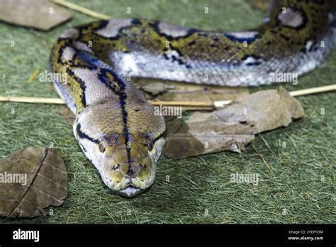 Reticulated Python Malayopython Reticulatus Captive Germany Europe