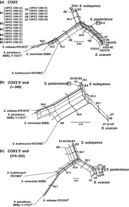 phylogenetic neighbor net networks obtained with complete a and
