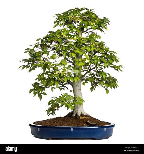 Fagus Sylvatica Bonsai Beech Tree Banque De Photographies Et Dimages à