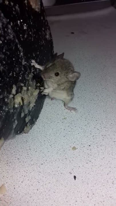 თაგვები როგორც ასეთი საყვარელი არსებები Youtube