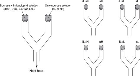 Schematic Representation Of The Design For The Binary Choice