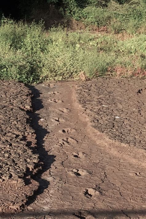 Identical Sets Of Dinosaur Footprints Found Thousands Of Miles Apart