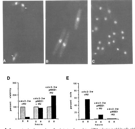 Figure 7 From Fission Yeast Genes Involved In Coupling Mitosis To Completion Of Dna Replication