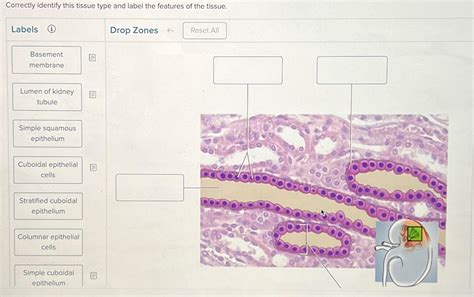 Solved Correctly Identify This Tissue Type And Label The Chegg