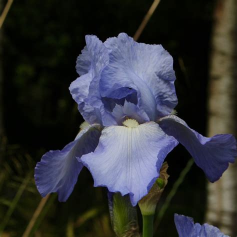 Iris Jane Phillips Tb Ballyrobert Gardens