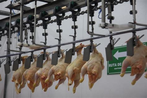 Blood Rules The Quality Of The Carcass Poultry World