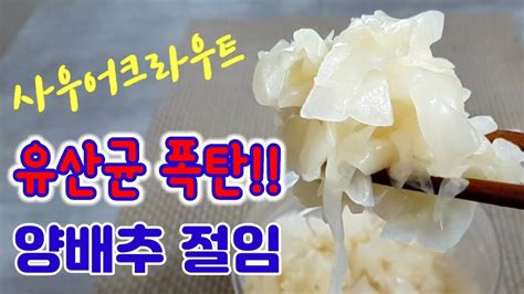 양배추절임ㅣ유산균덩어리ㅣ사우어크라우트ㅣ독일식김치ㅣ전문가가 검증한 장 건강 지켜 주는 천연 유산균 양배추절임 만들어 삼시세끼 반찬으로 드세요 Youtube