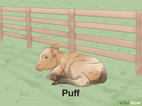 400 Cute Cow Names Adorable Funny And Classic Ideas