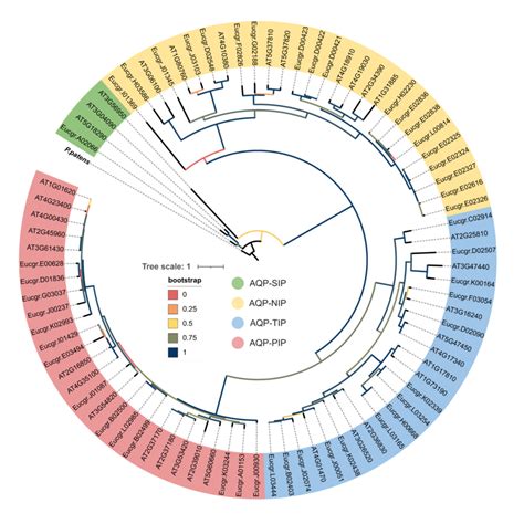 The Sequences Of Aqps From Eucalyptus Grandis Underwent A Global