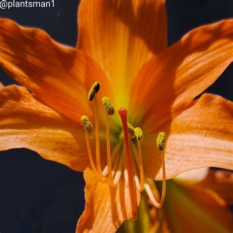 kapil gupta on linkedin gardening gardenlife earthday2022