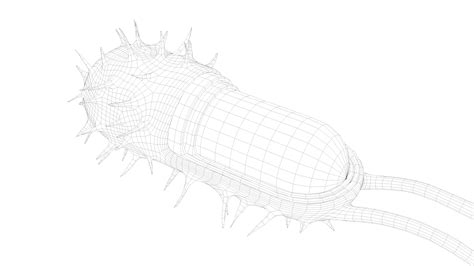 Bacterial Cell Structure By Onur3d 3docean