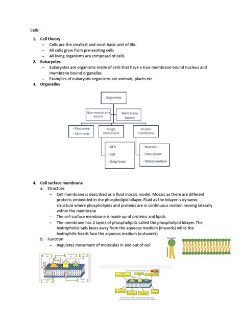 Cells Notes Pdf Endoplasmic Reticulum Cell Biology