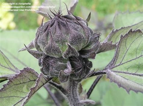 Plantfiles Pictures Helianthus Annual Sunflower Common Sunflower