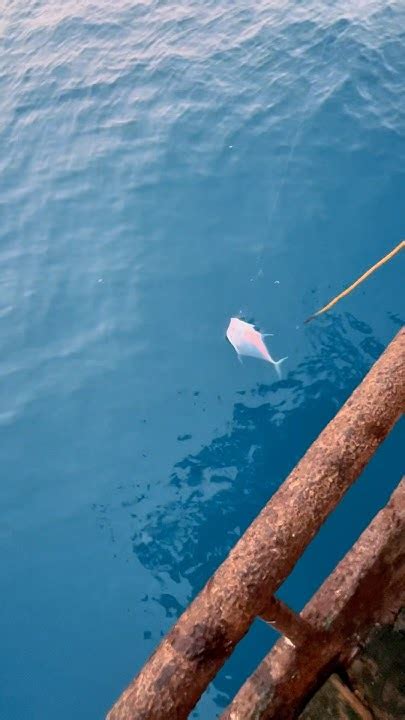 الخليج صيد بحر صيد سمك اليودر او العضيم👏 Youtube