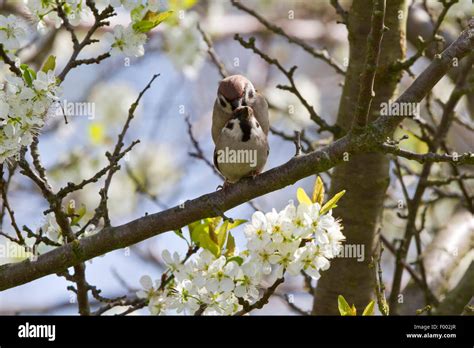Eurasian Tree Sparrow Passer Montanus Mating On A Plum Tree Germany Mecklenburg Western