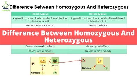 Difference Between Homozygous And Heterozygous In Genetics