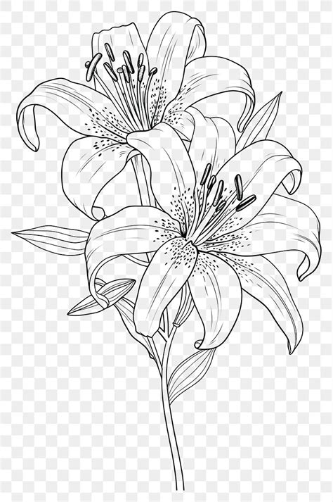 Png Lily Flower Art Illustration Free Png Rawpixel