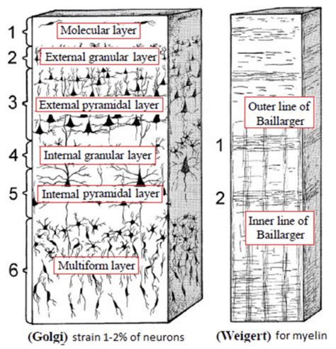 Cerebral Cortex Layers